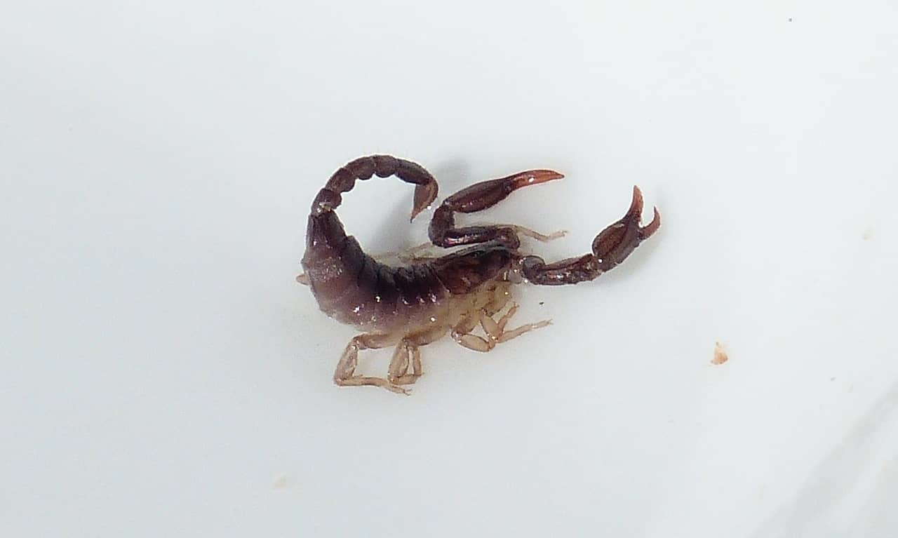 Scorpion stings: What to do after a scorpion sting. - Health and stories